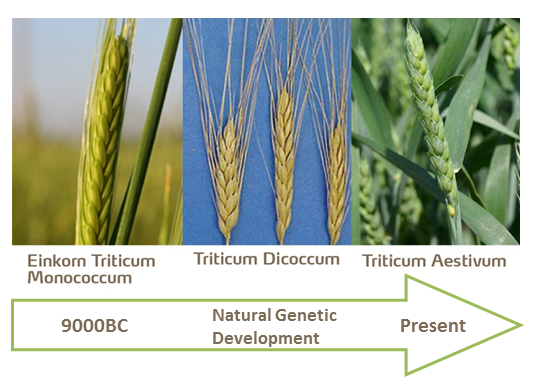 The Wheat Story- an account of Zoonoses. – Dr Ramakanta's Ideas