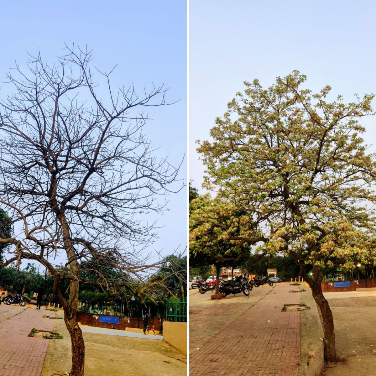 One tree, Three seasons – Dr Ramakanta's Ideas